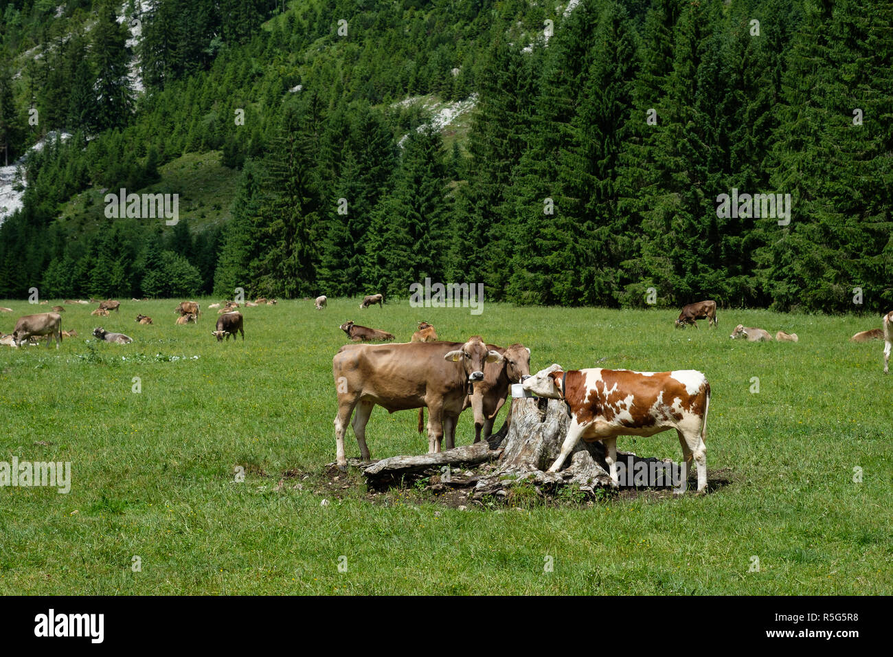 Salt lick cattle hi-res stock photography and images - Alamy
