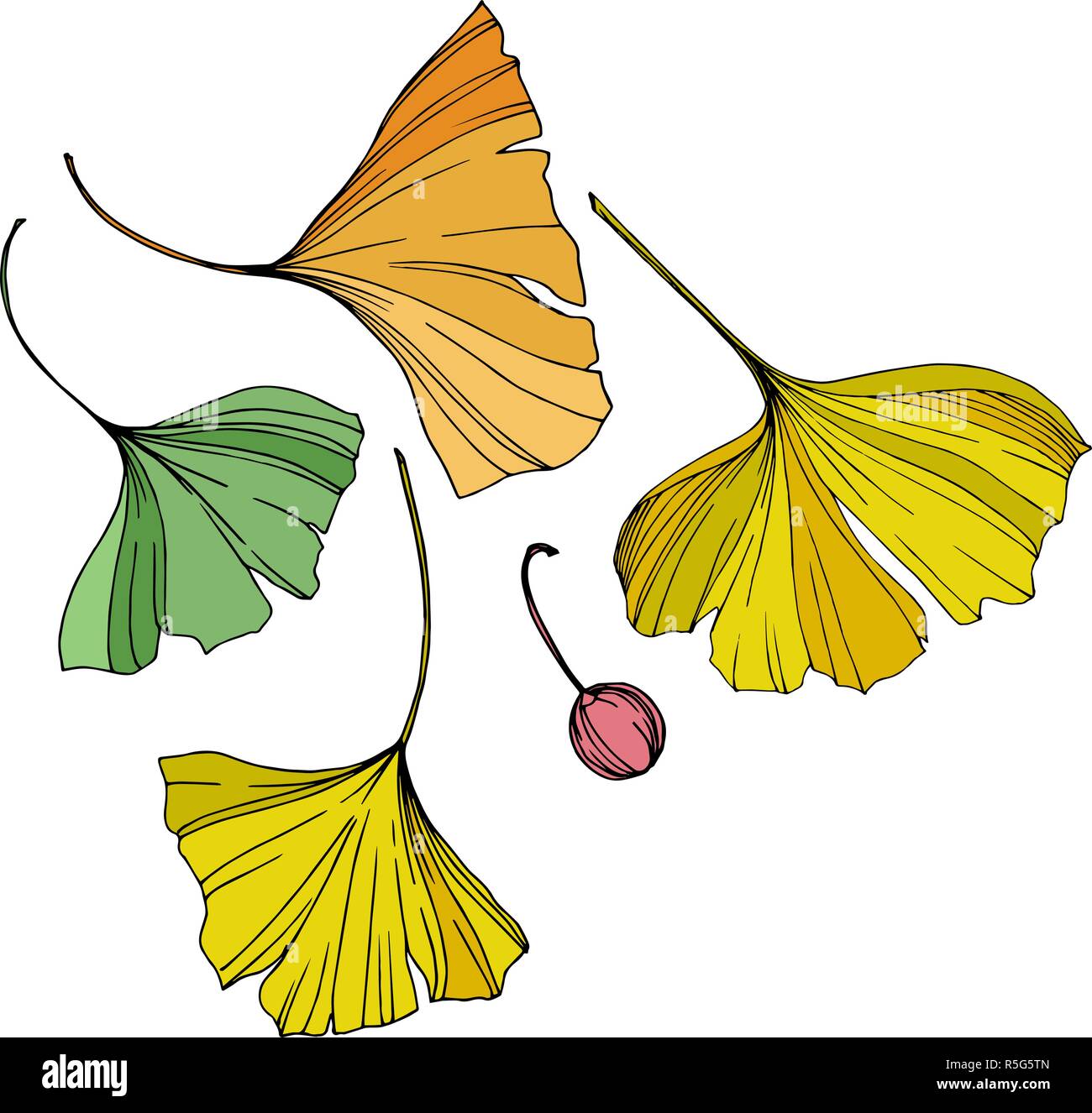 Vector. Ginkgo leaf. Plant botanical garden. Isolated ginkgo ...