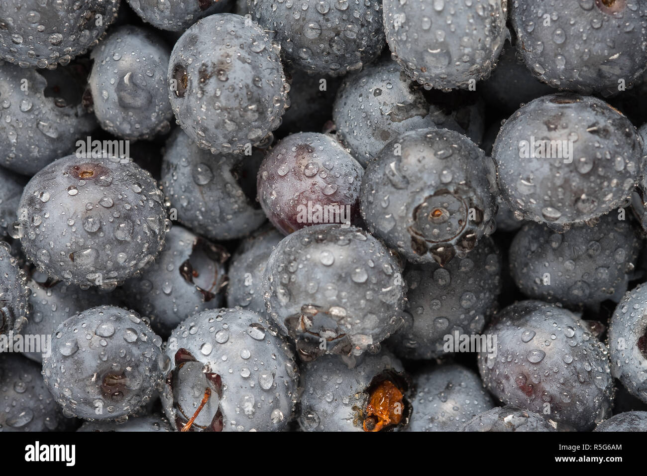 close up blueberries with water Stock Photo - Alamy