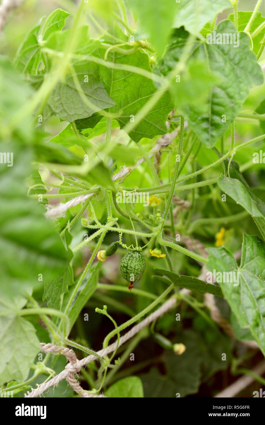 Leafy melothria scabra vine with developing cucamelon fruits Stock ...
