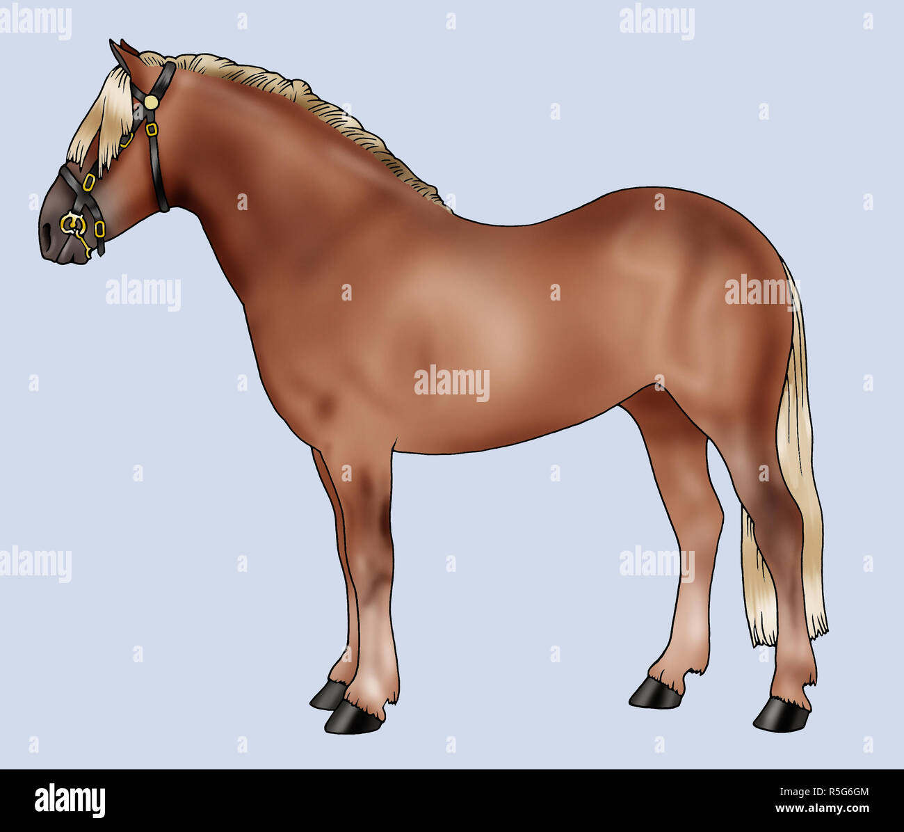 Haflinger competition hi-res stock photography and images - Alamy