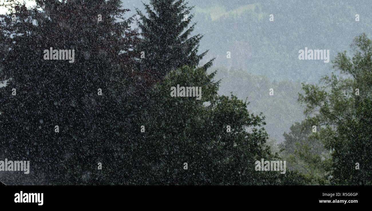 summer rain in the backlight in front of coniferous trees Stock Photo ...