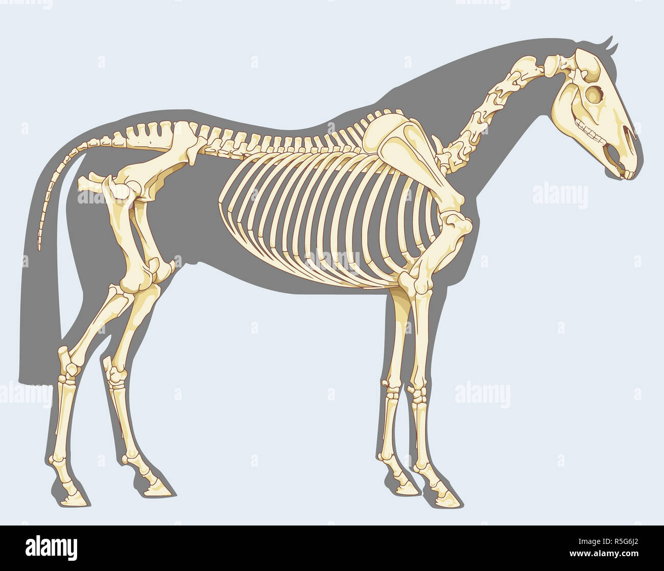Scientific illustration: horse skeleton - Isolated on sky blue Stock ...