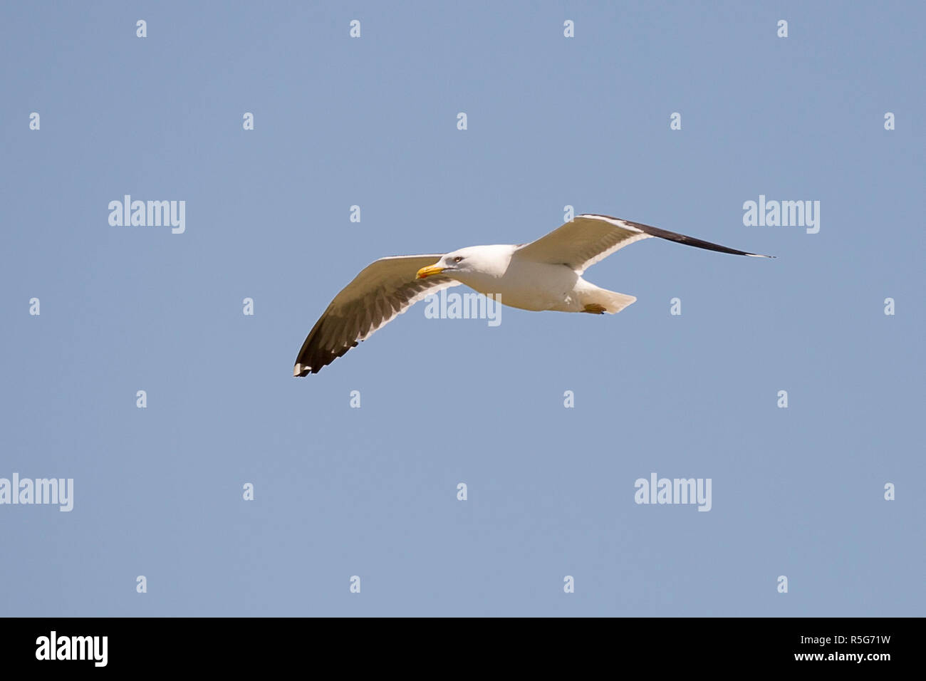 Gull Flying with Wings Spread Stock Photo - Alamy