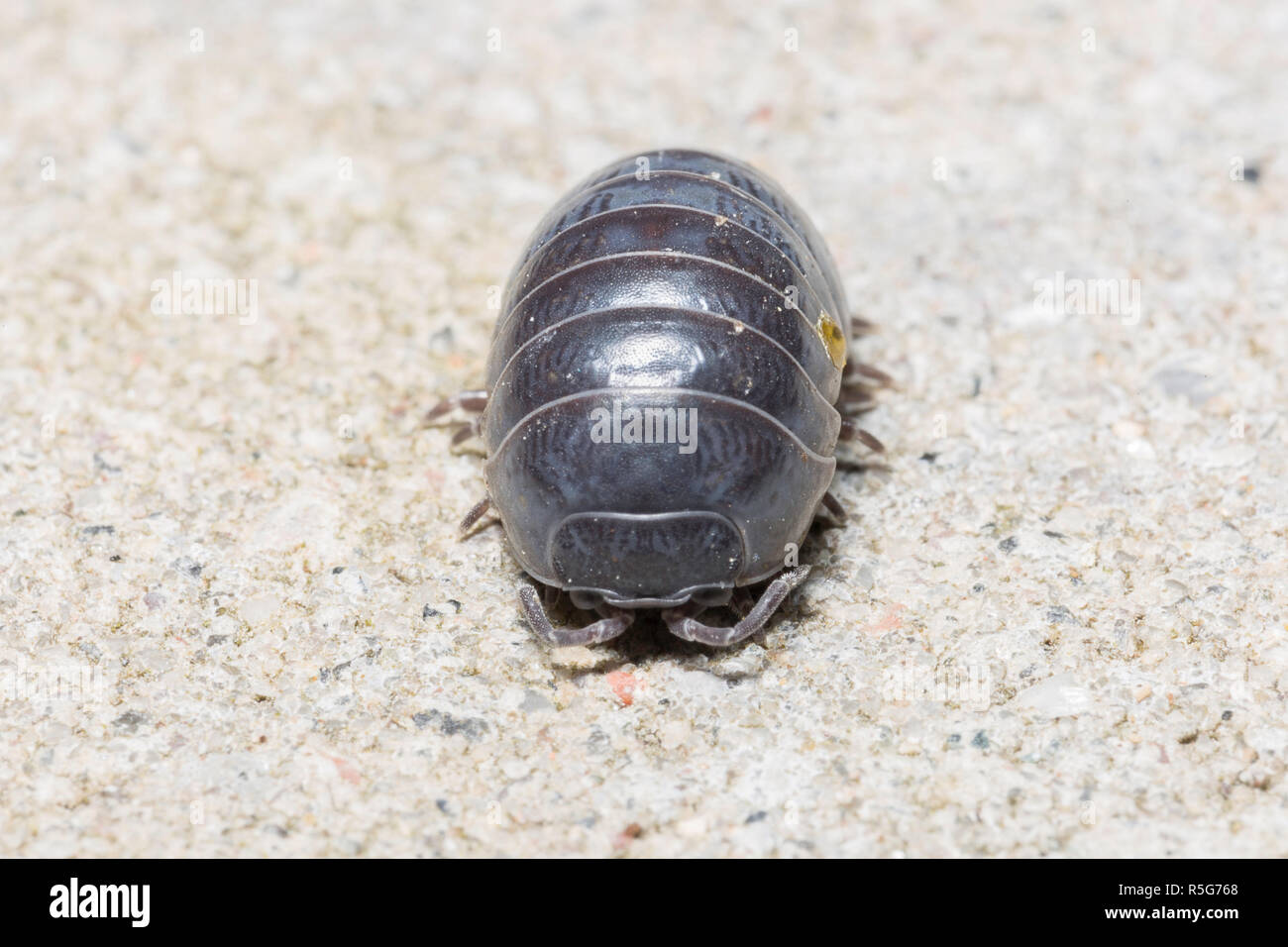 Pill Bug Extremely Close Up Stock Photo - Alamy
