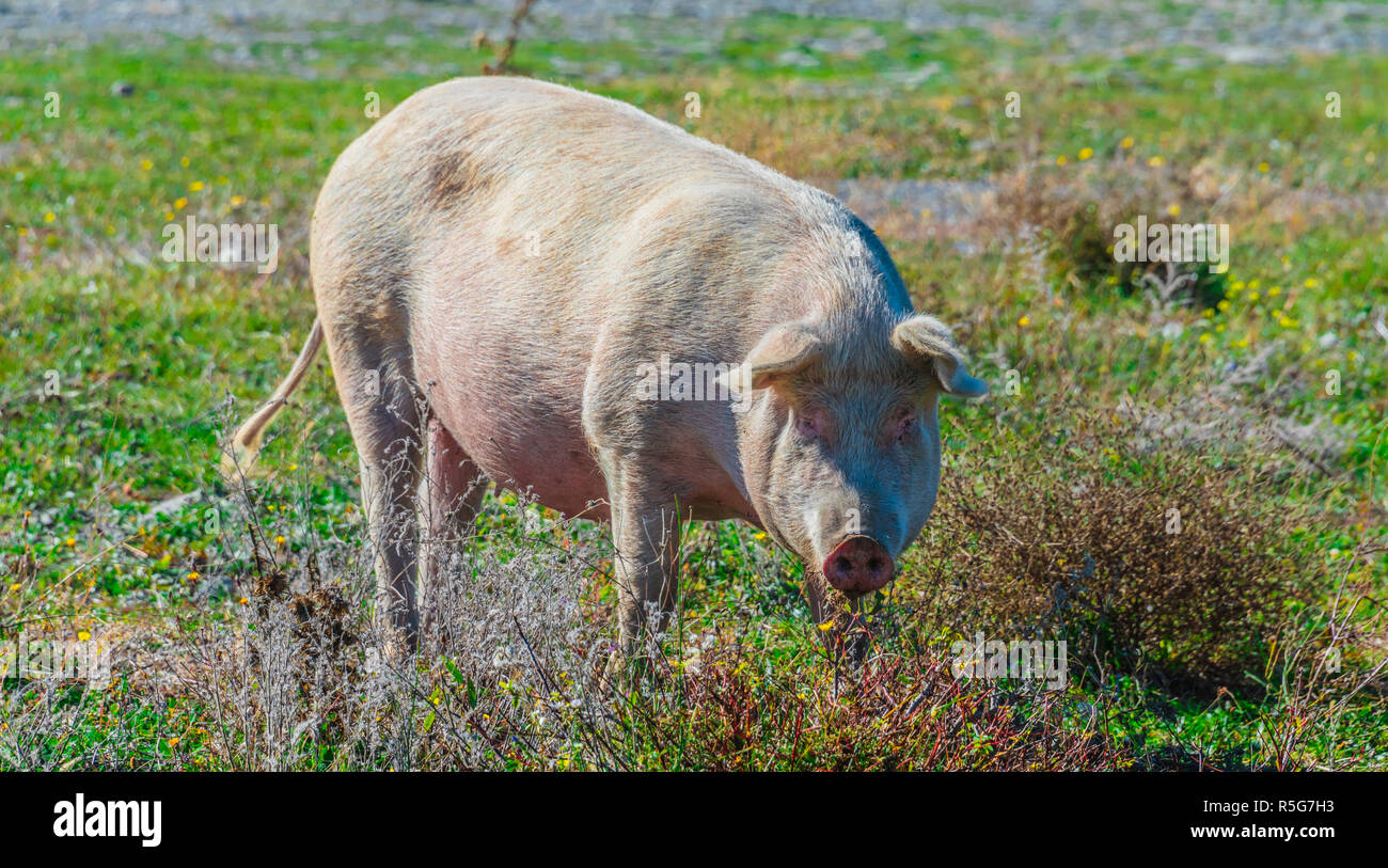 Self sow freely hi-res stock photography and images - Alamy