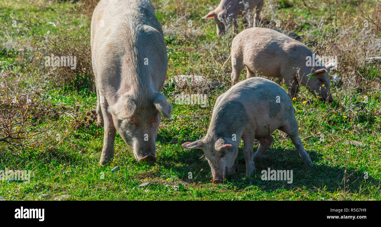 Freely grazing pigs on a traditional organic farm Stock Photo - Alamy