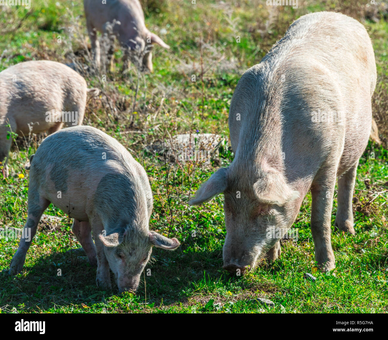 Freely grazing pigs on a traditional organic farm Stock Photo - Alamy