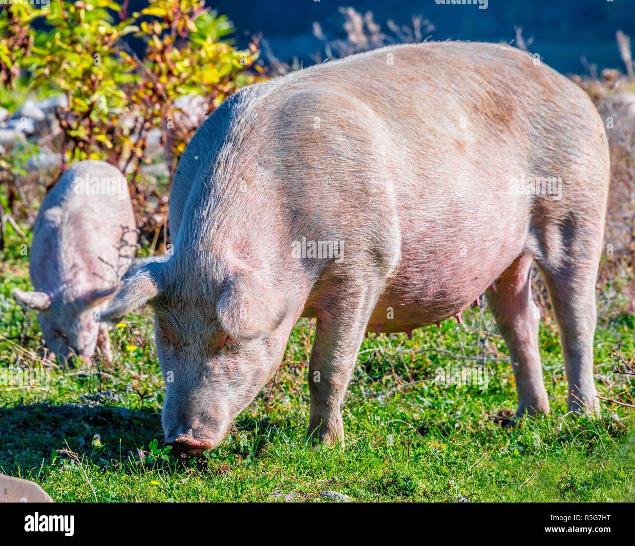 Freely grazing pigs on a traditional organic farm Stock Photo - Alamy