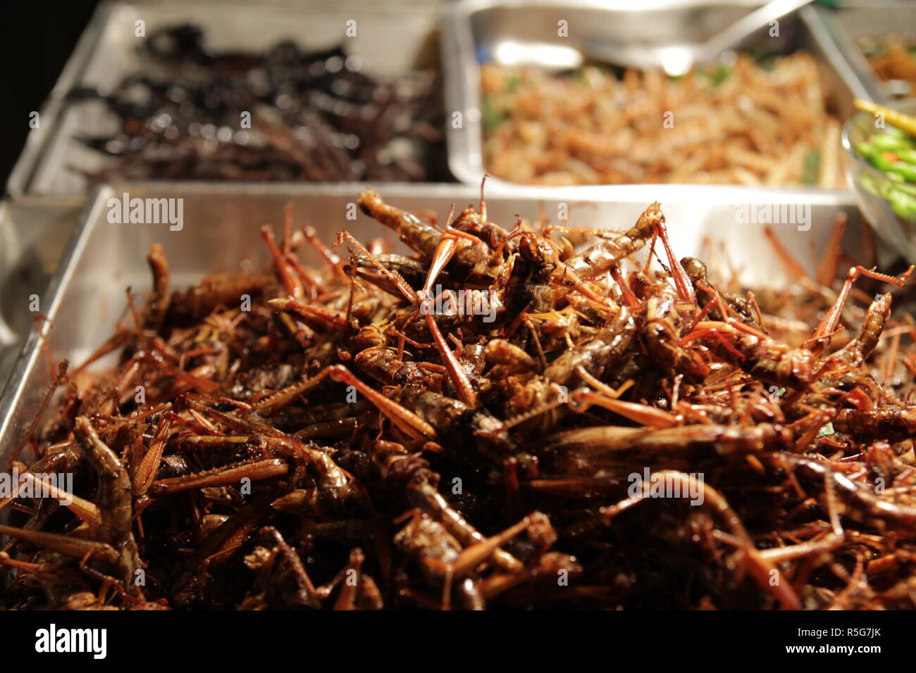 Roasted insects at a street vendor in Khao San road, Bangkok, Thailand ...