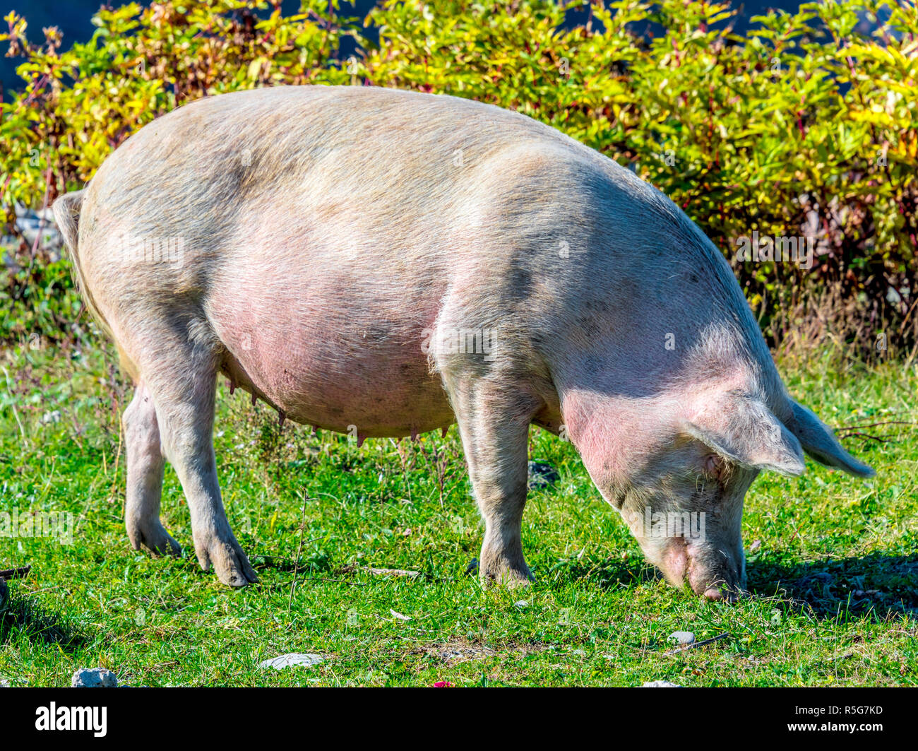 Organic livestock breeding hi-res stock photography and images - Alamy