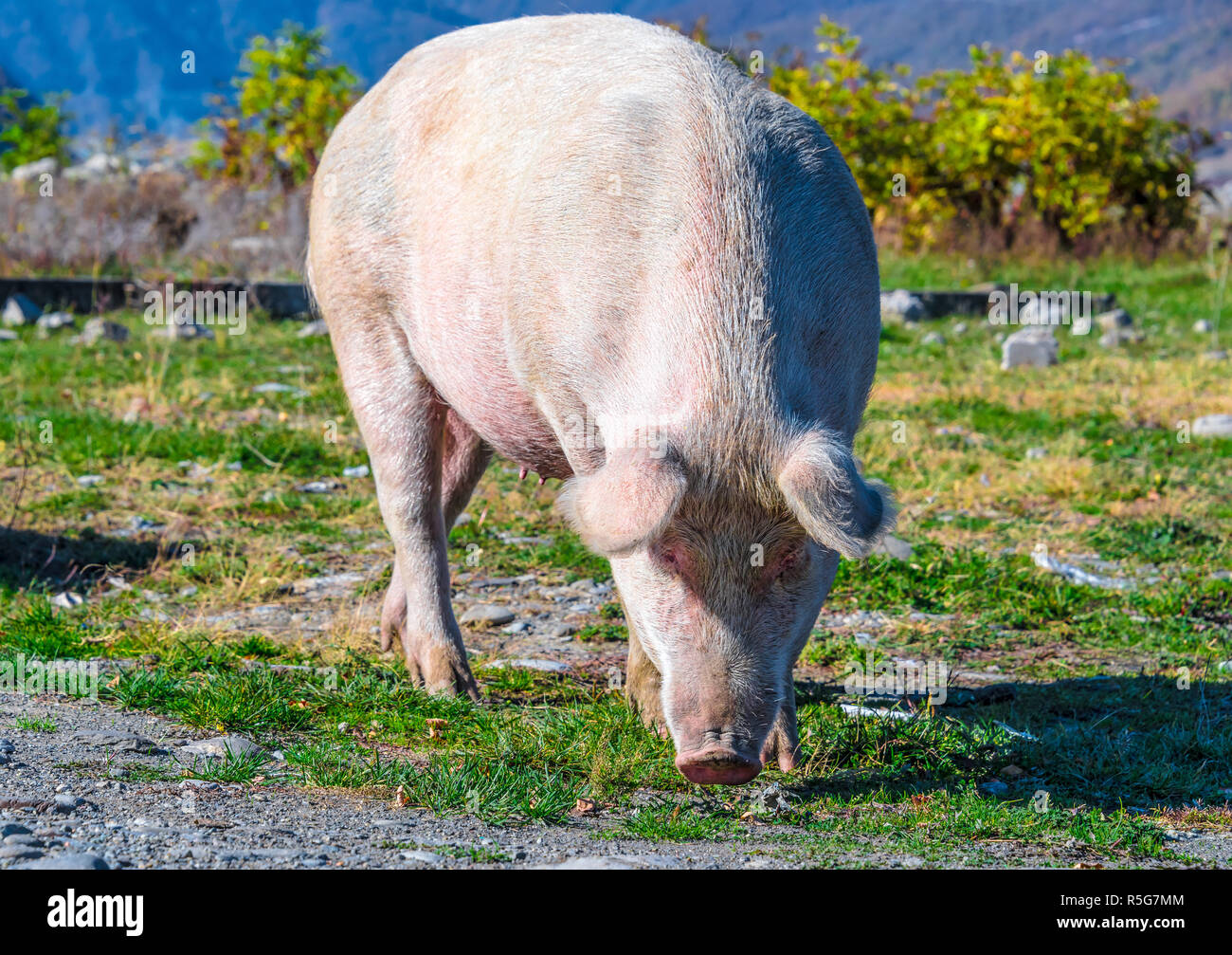 Organic pig production hi-res stock photography and images - Alamy