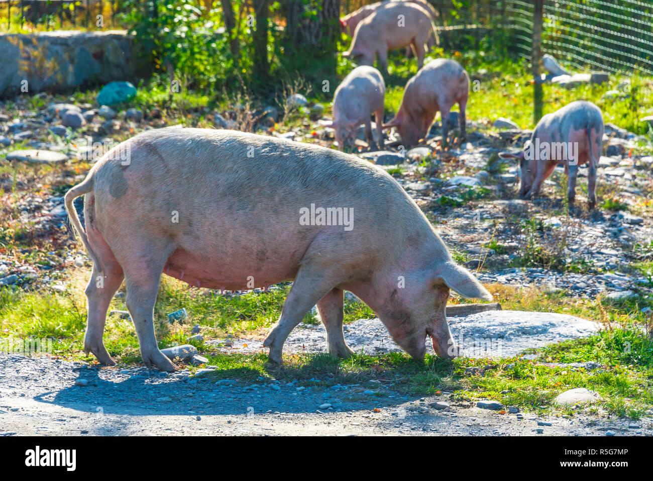 Traditional food production hi-res stock photography and images - Alamy