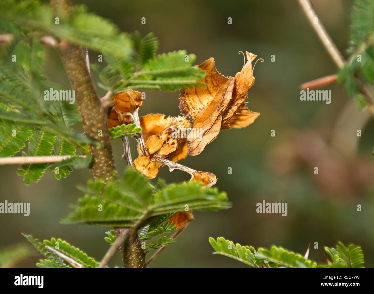 Mantis lifecycle hi-res stock photography and images - Alamy