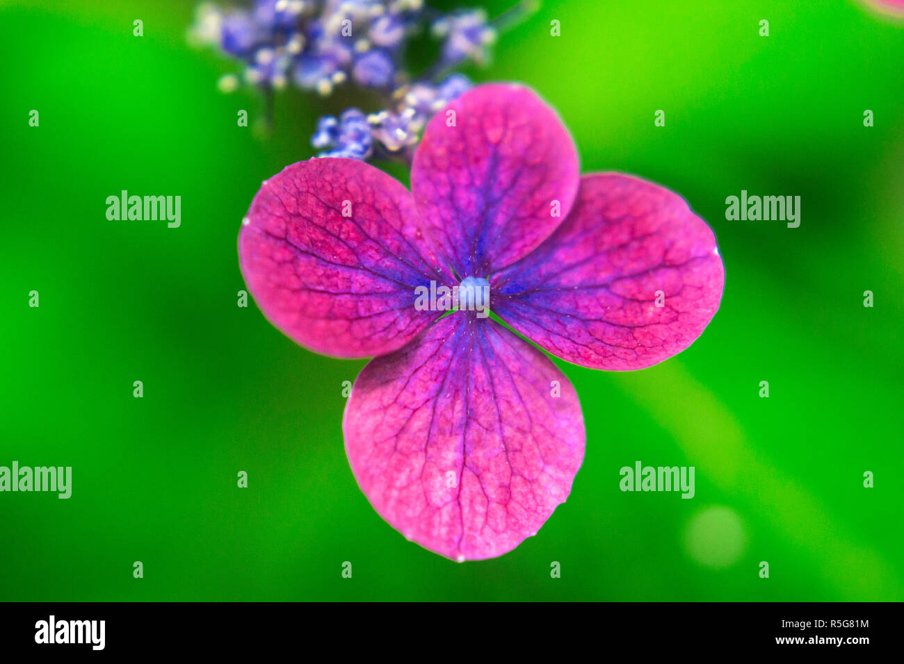 Hydrangea close up nature photo Stock Photo - Alamy