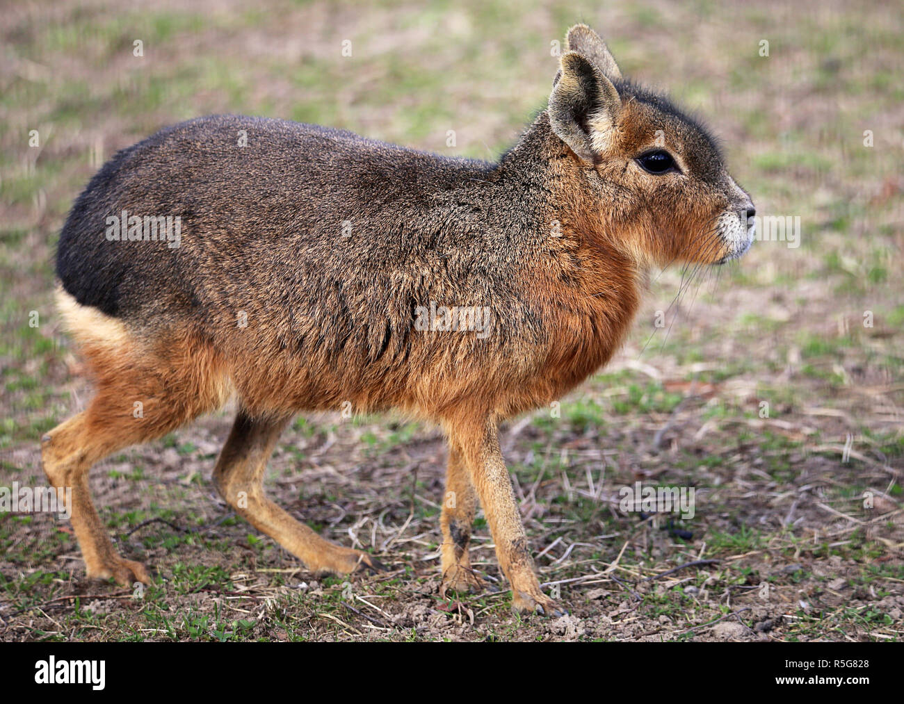 Patagonian Cavy Nose