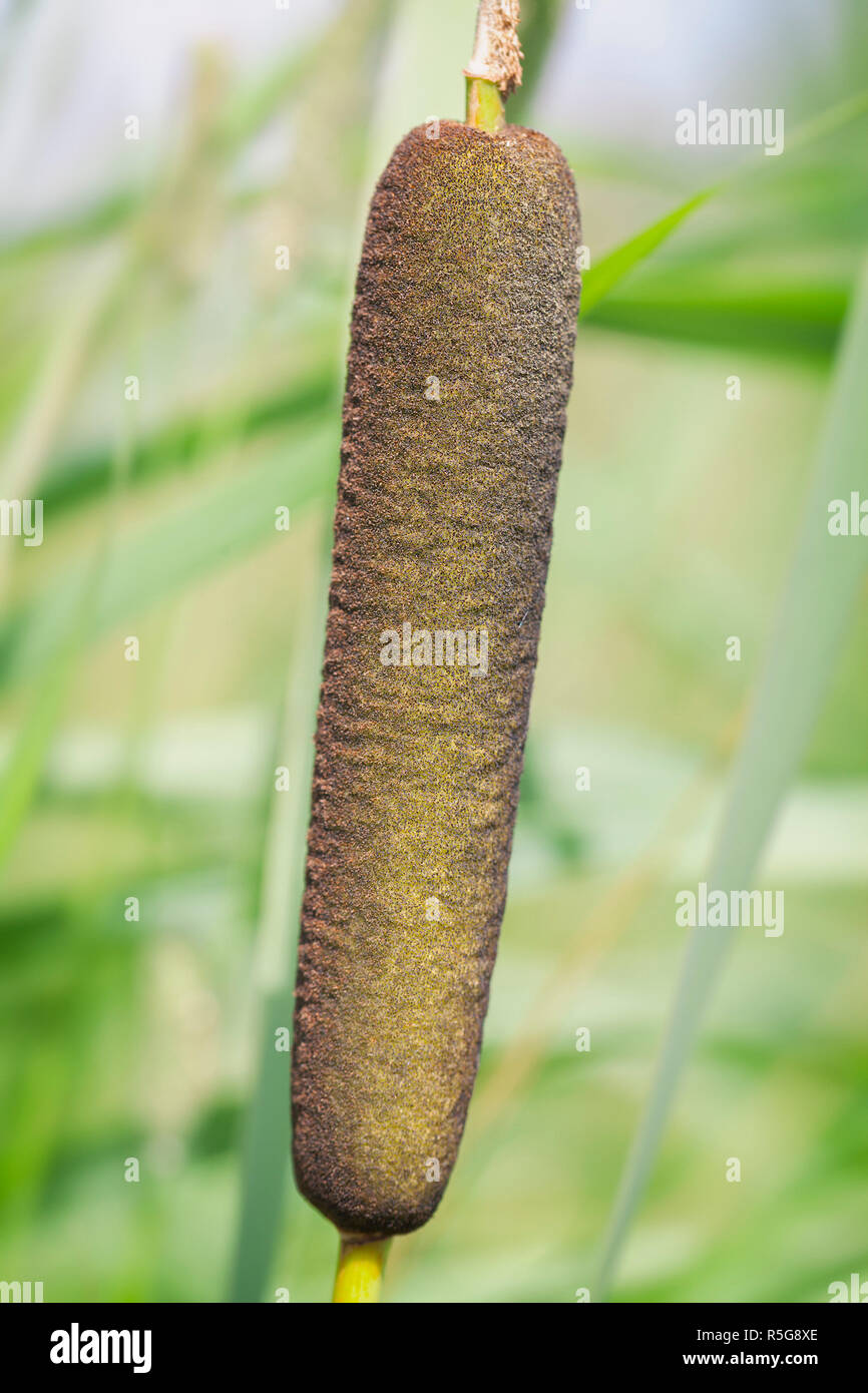 Typha australis hi-res stock photography and images - Alamy