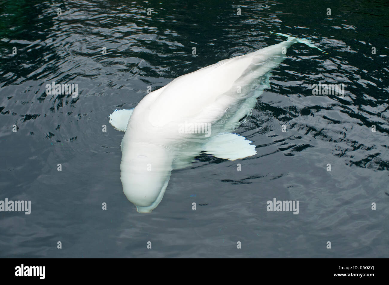 White whale hi-res stock photography and images - Alamy