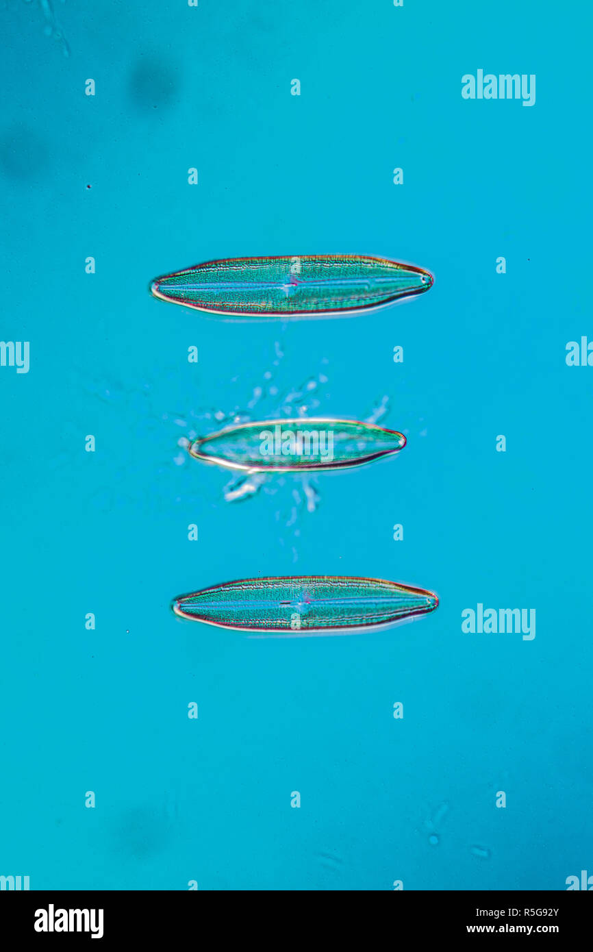 diatoms neidium ampliatum in water Stock Photo - Alamy
