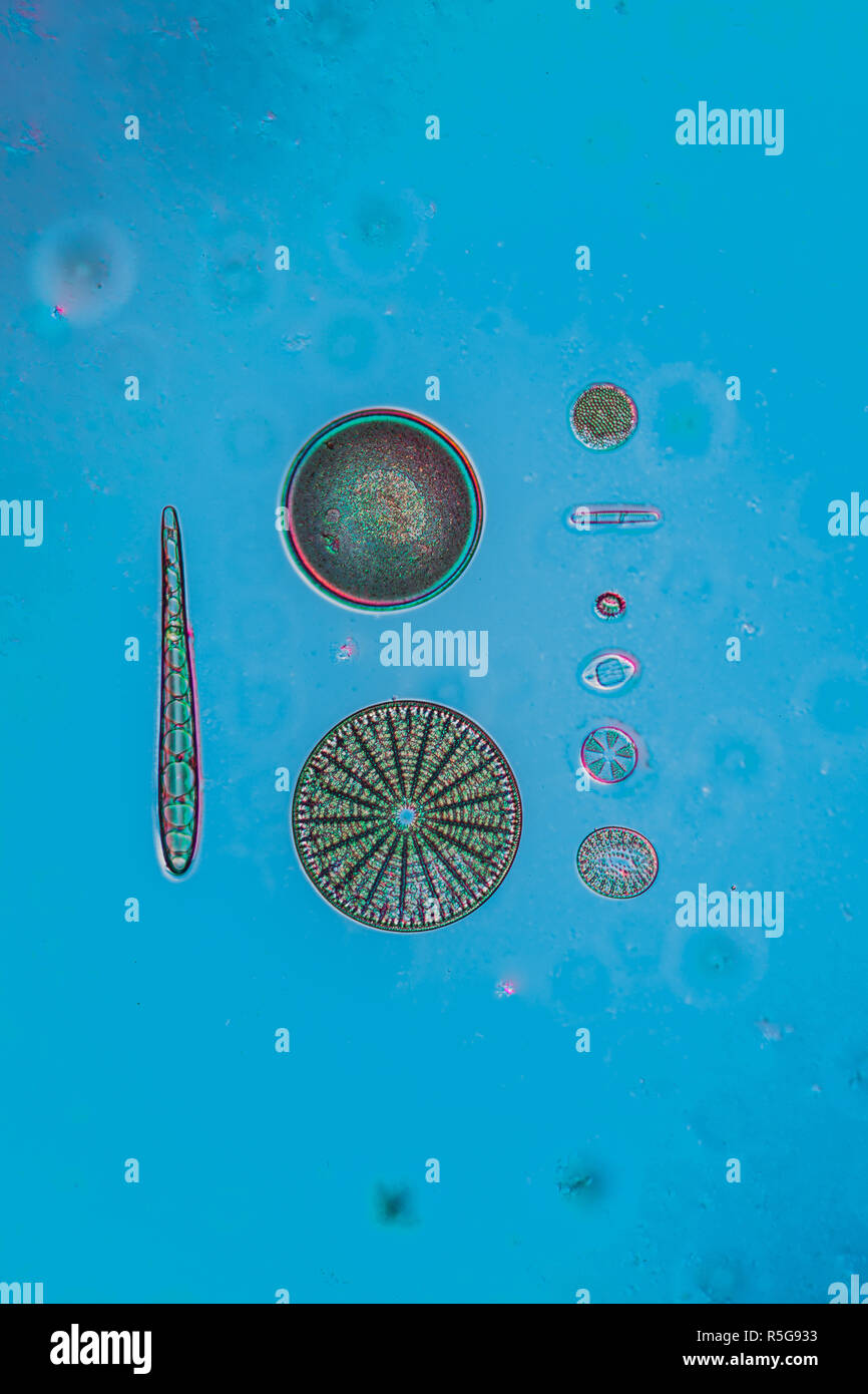 diatoms in the water Stock Photo - Alamy