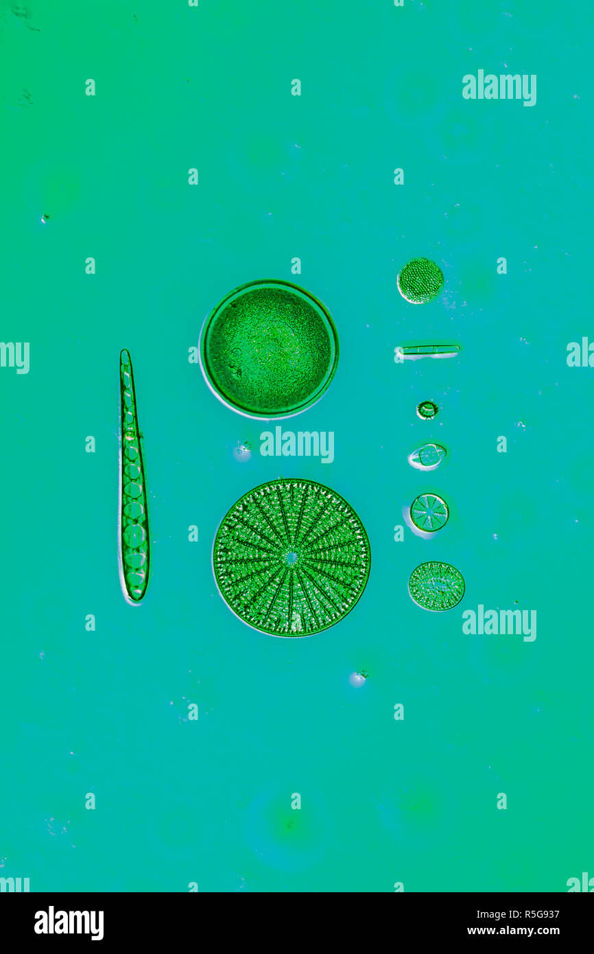 Diatom Stock Photos & Diatom Stock Images - Alamy