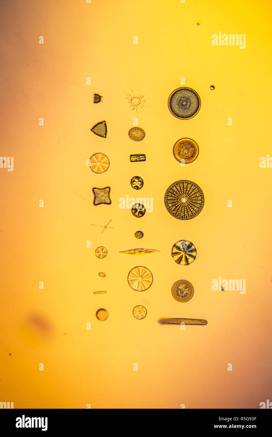 diatoms in the water Stock Photo - Alamy