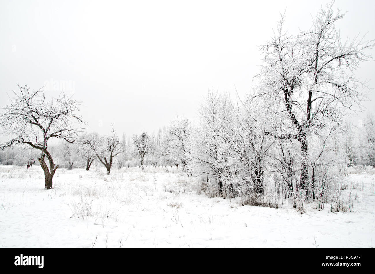 winter landscape of trees with snow Stock Photo - Alamy