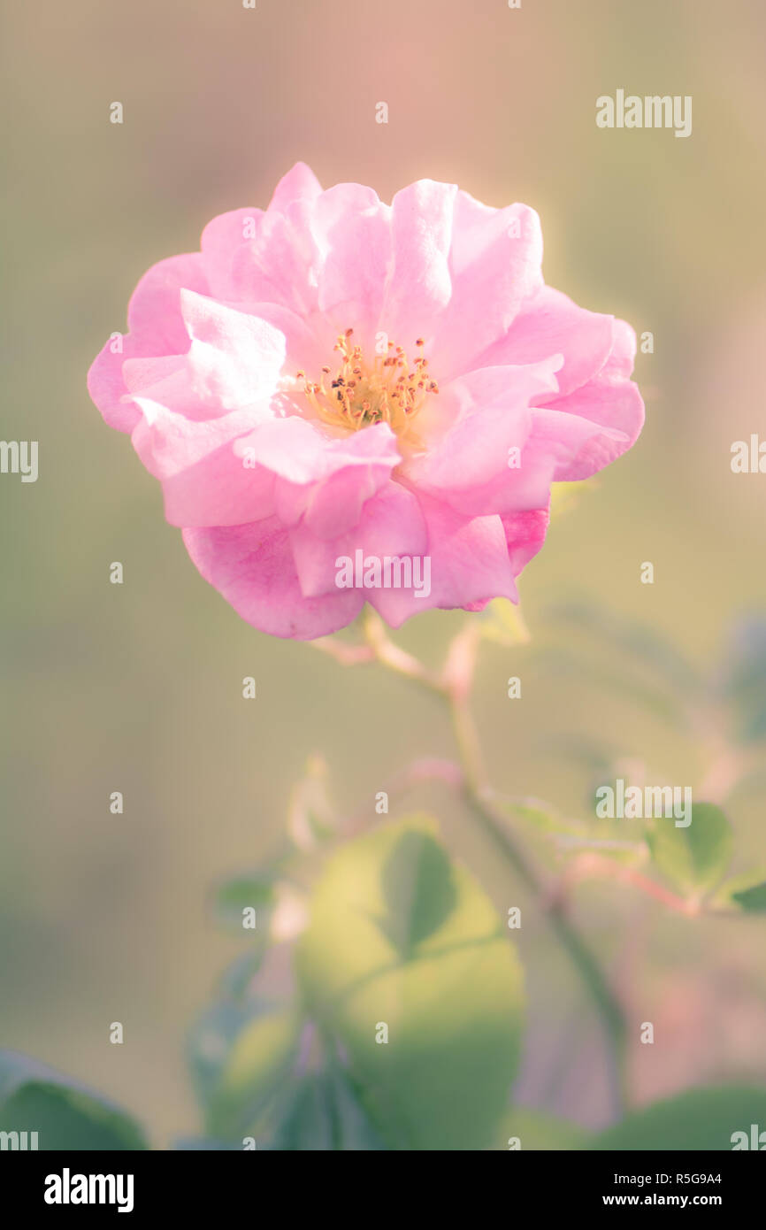 Pink rambler rose blossom Stock Photo - Alamy