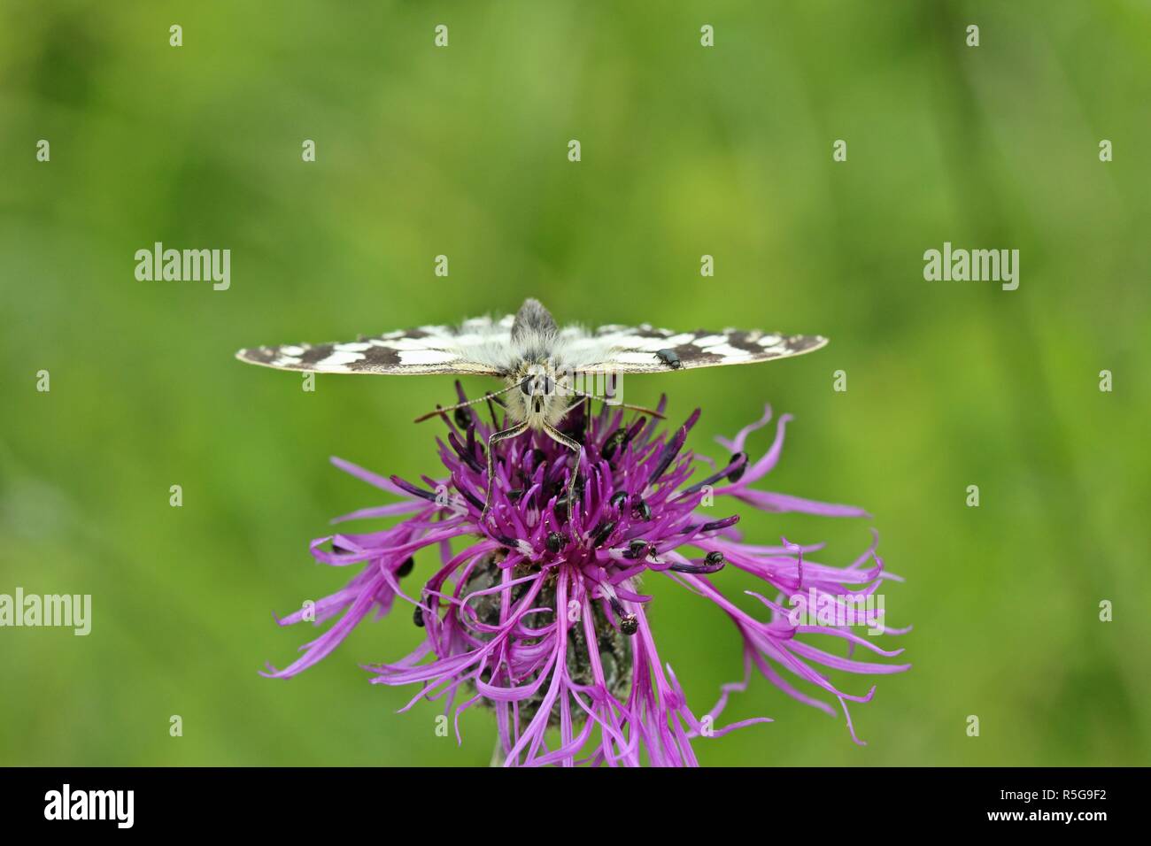 frontal view of a checkerboard butterfly (melanargia galathea) on a ...