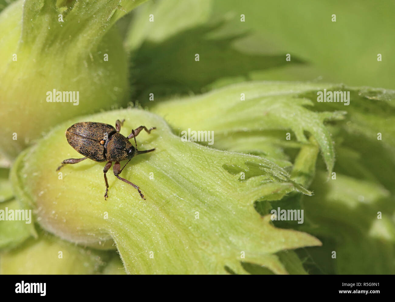 Curculio Nucum High Resolution Stock Photography and Images - Alamy