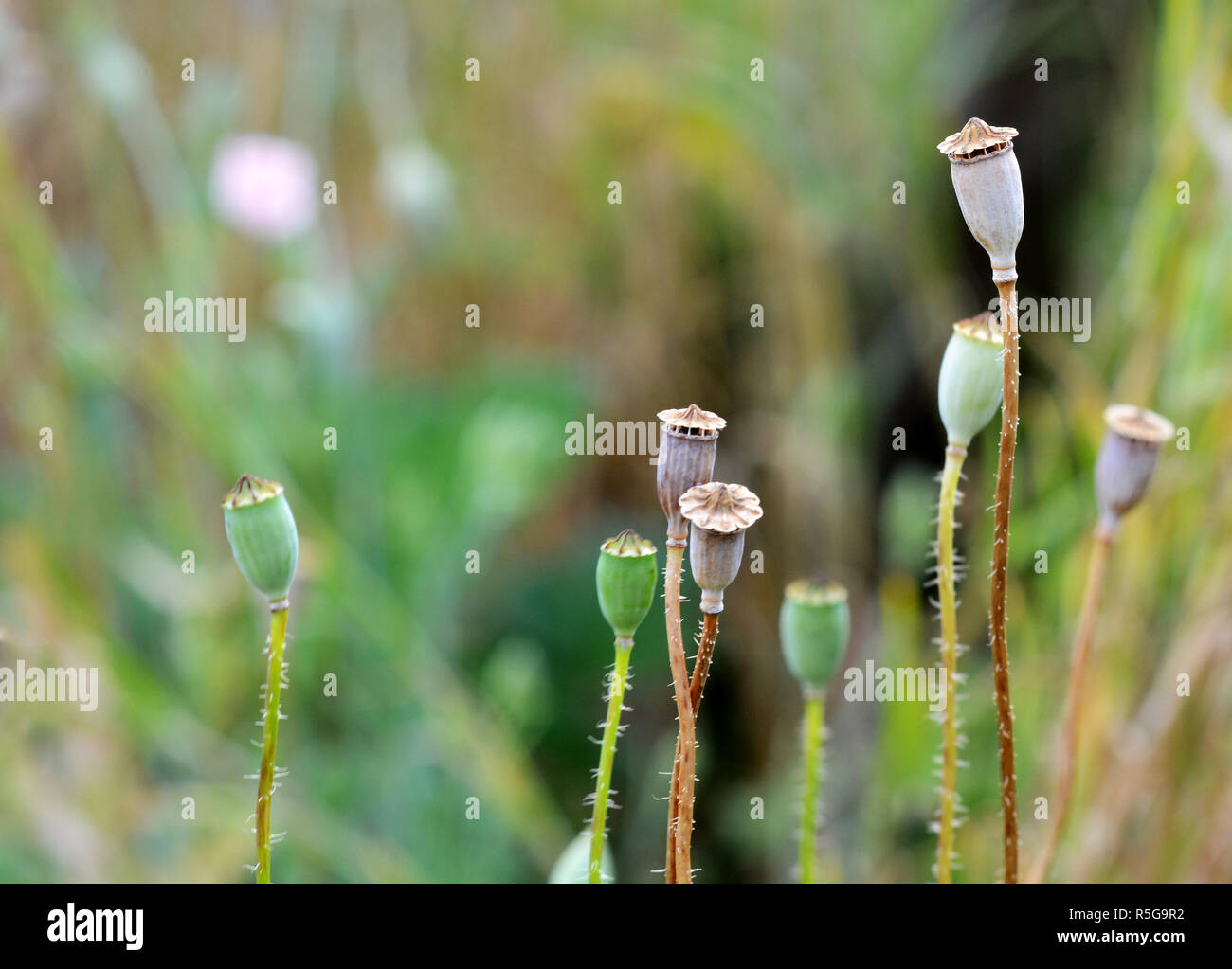 Small poppy seed head Stock Photo - Alamy