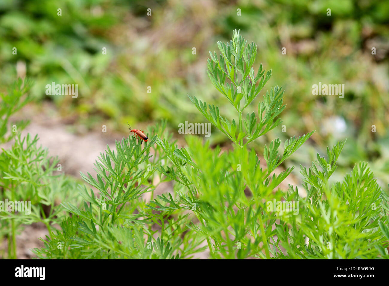 Red common soldier beetle hi-res stock photography and images - Alamy