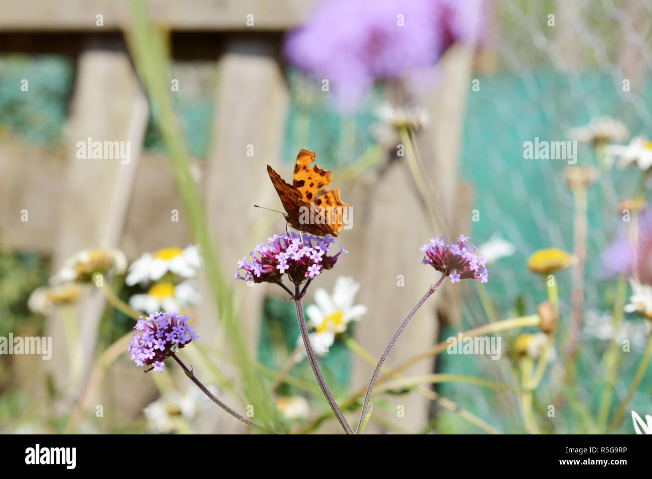 Comma butterfly takes nectar from verbena flowers Stock Photo - Alamy
