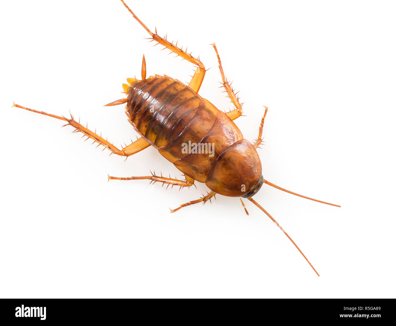 Close up cockroach on white Stock Photo - Alamy