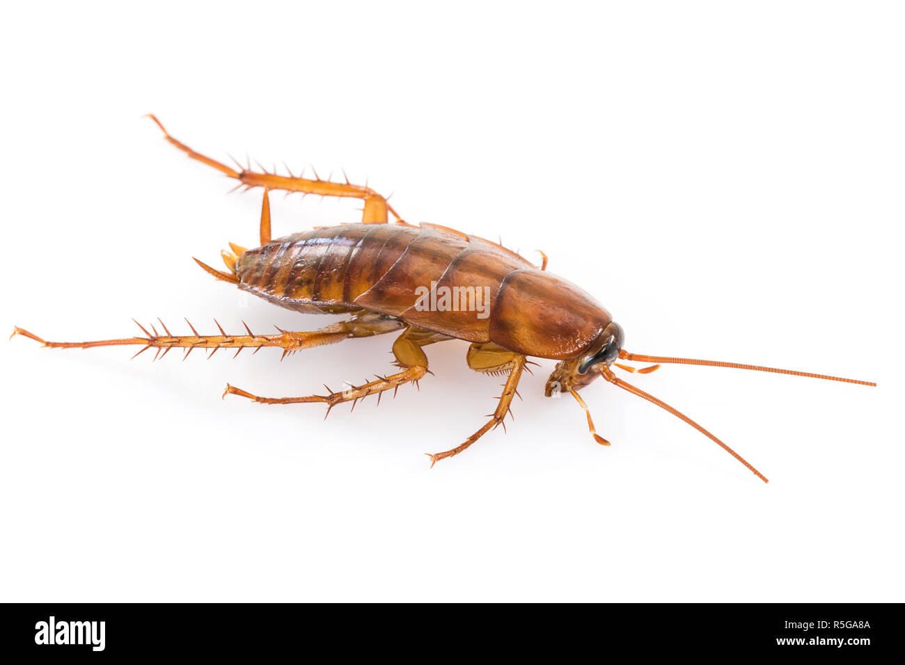 Close up cockroach on white Stock Photo - Alamy