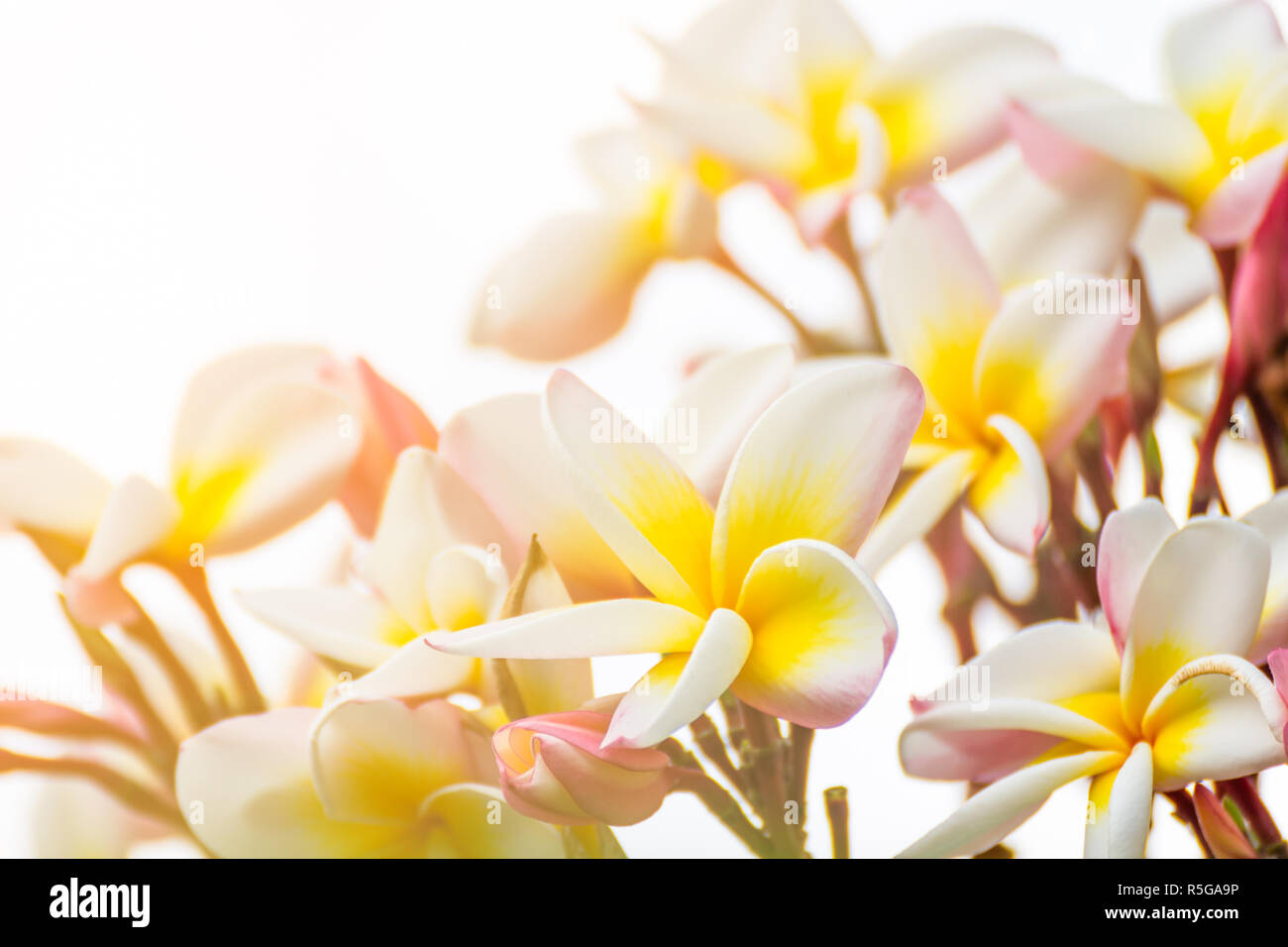 Lan thom flower hi-res stock photography and images - Alamy