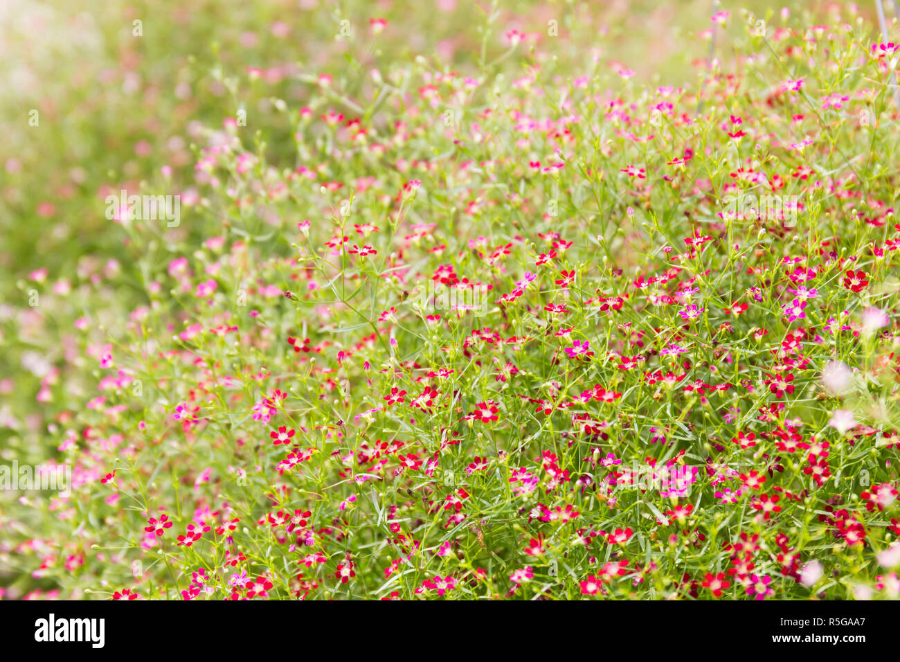 Gypsophila gypsy flowers hi-res stock photography and images - Alamy
