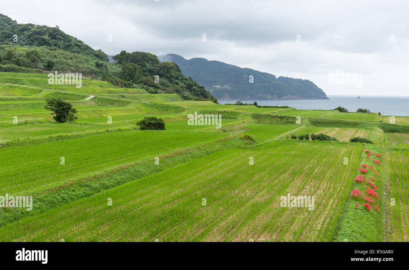Japanese terraced fields hi-res stock photography and images - Alamy