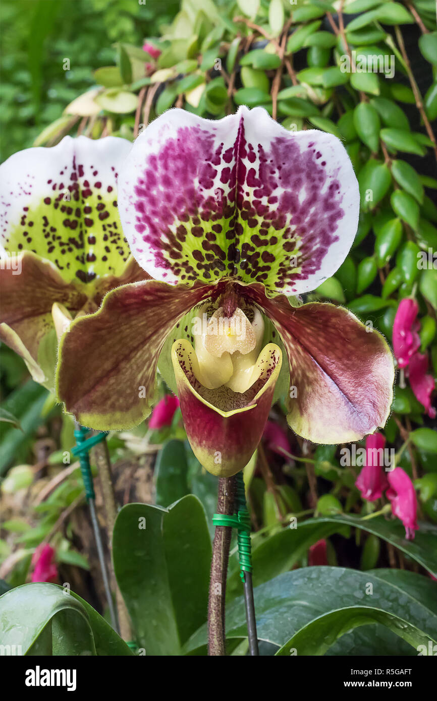 Lady slipper paphiopedilum callosum hi-res stock photography and images ...