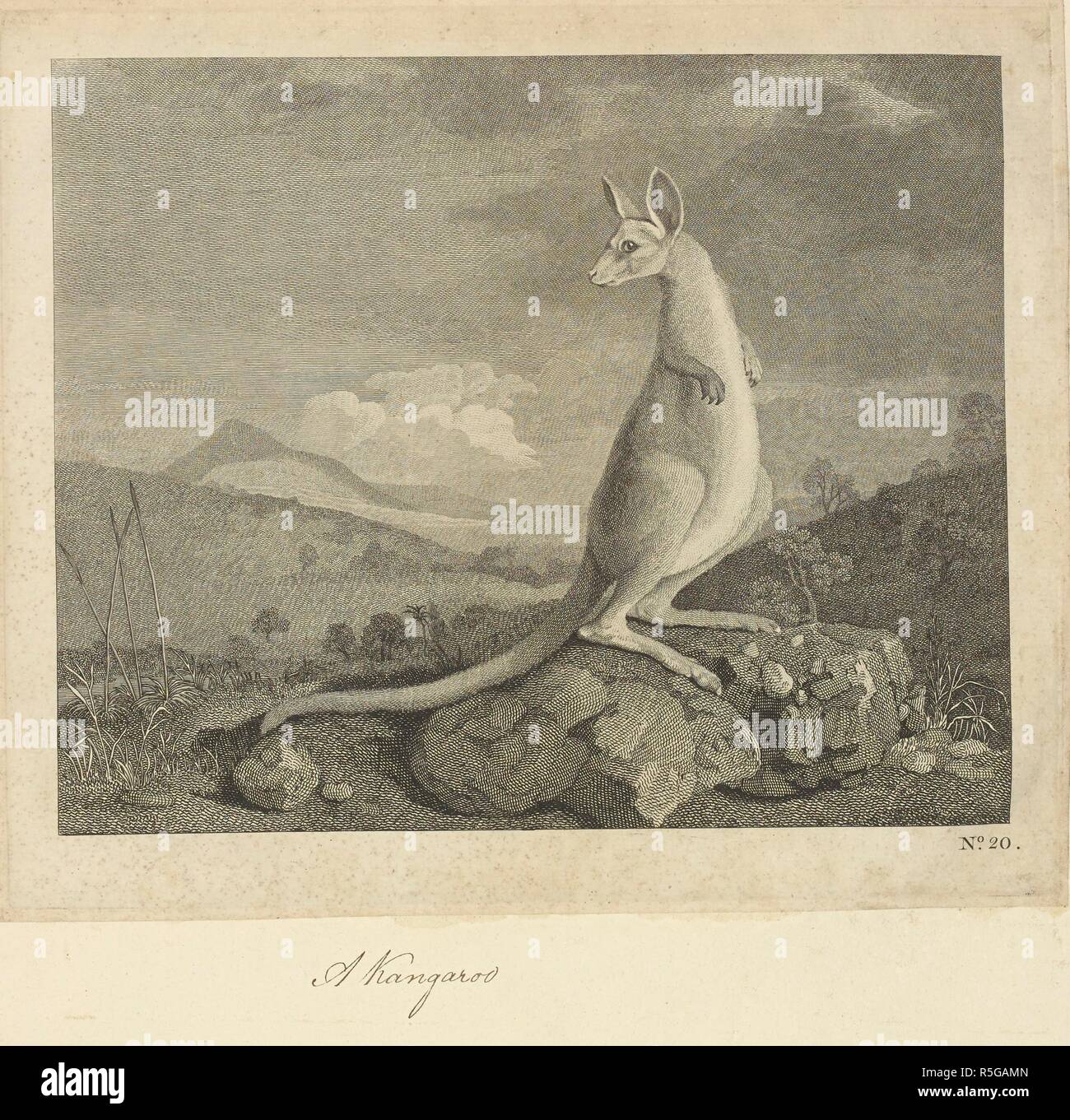 A Kangaroo. Captain James Cook and his men were some of the first ...