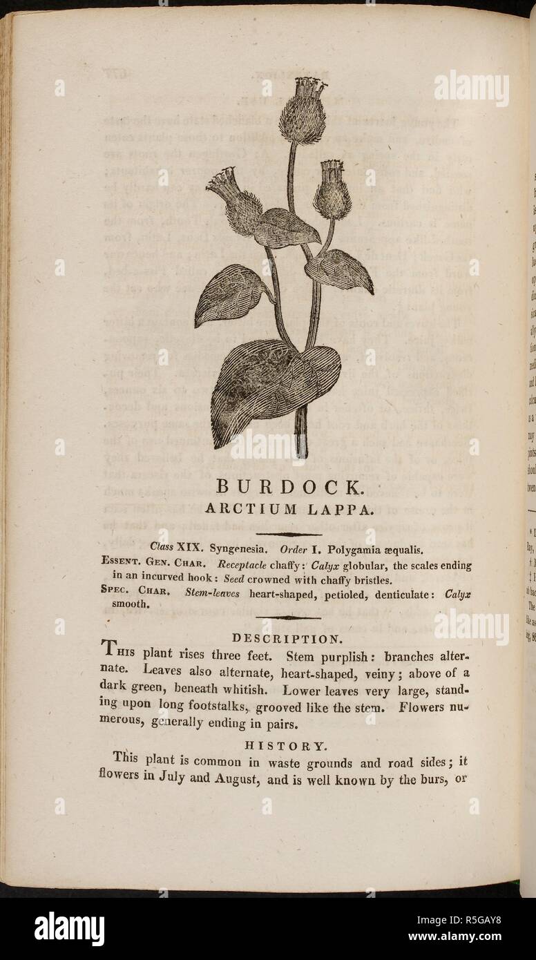 Burdock (Arctium Lappa). Below, a description of the plant. A New ...