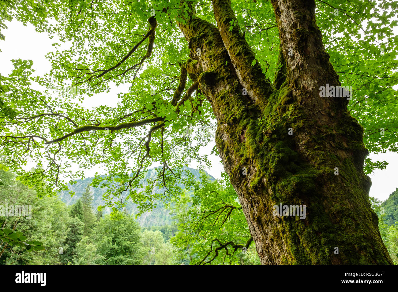 Knotty branches hi-res stock photography and images - Alamy