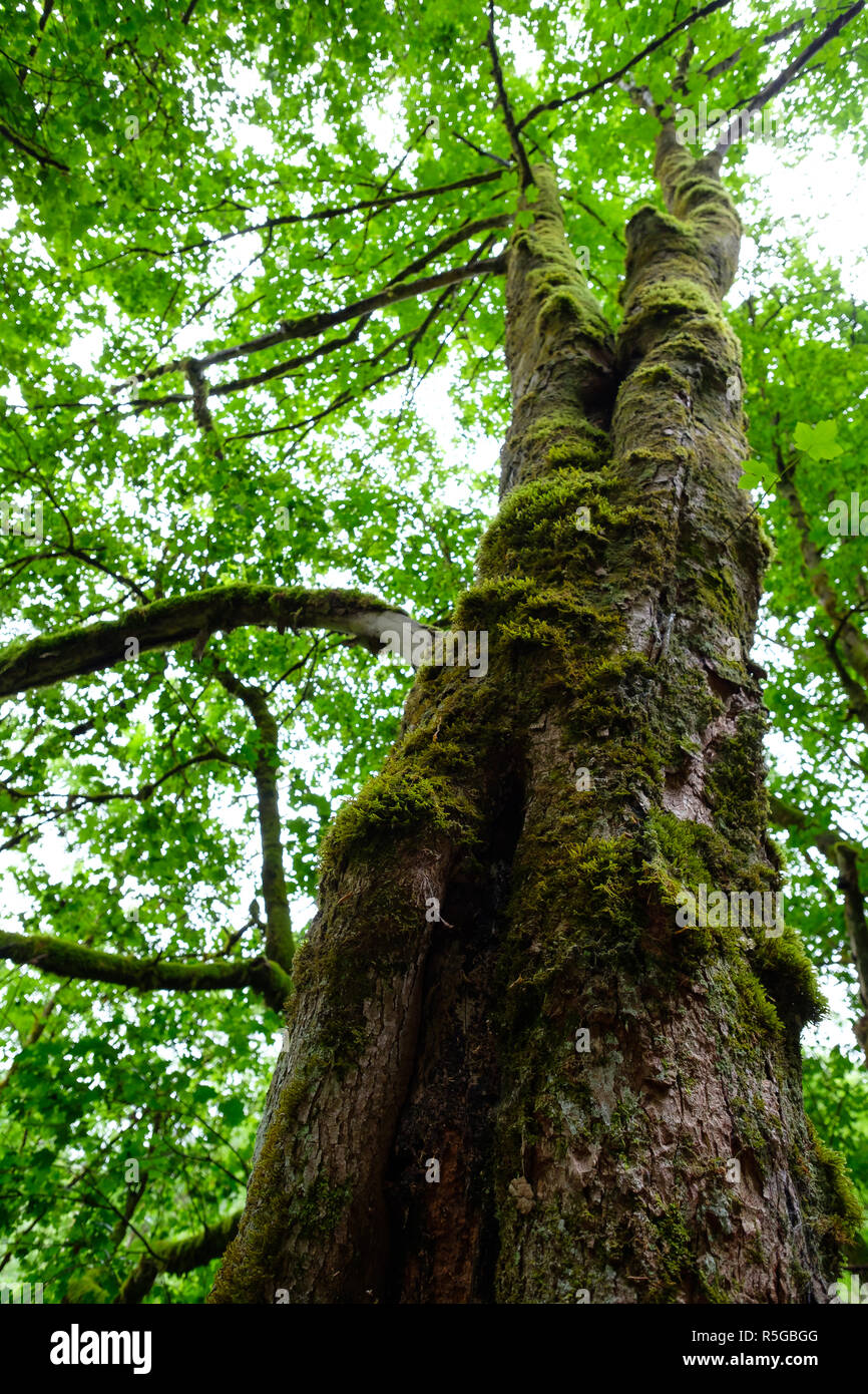 old tall tree maple with moss and foliage Stock Photo - Alamy