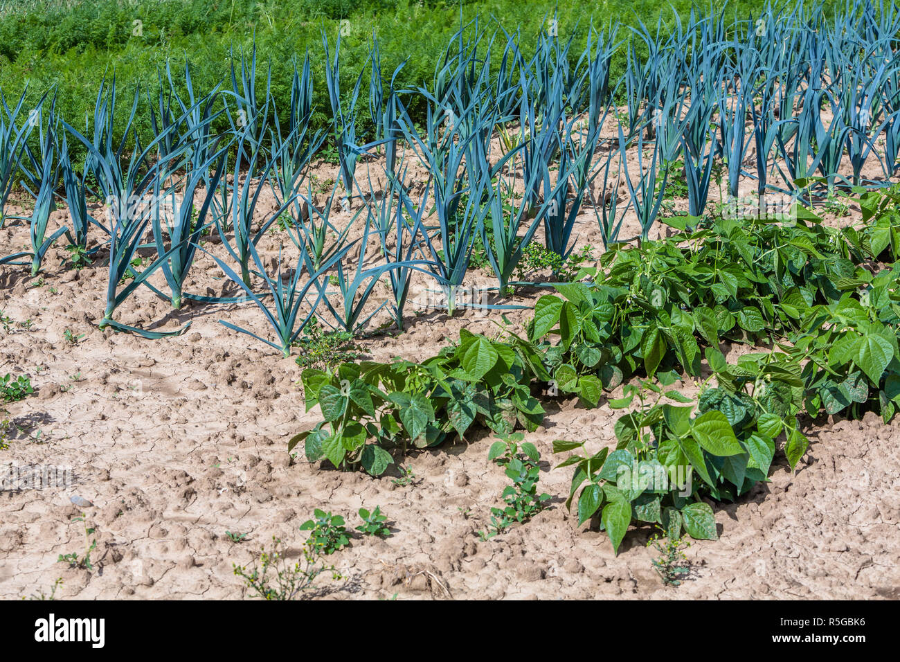 cultivation of vegetables Stock Photo - Alamy
