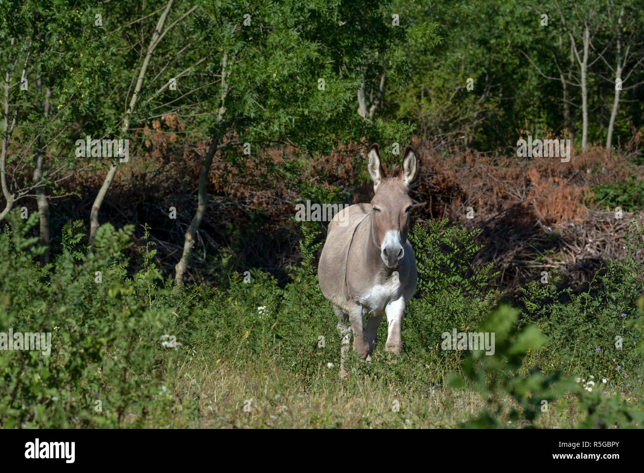 donkeys in the pasture Stock Photo - Alamy