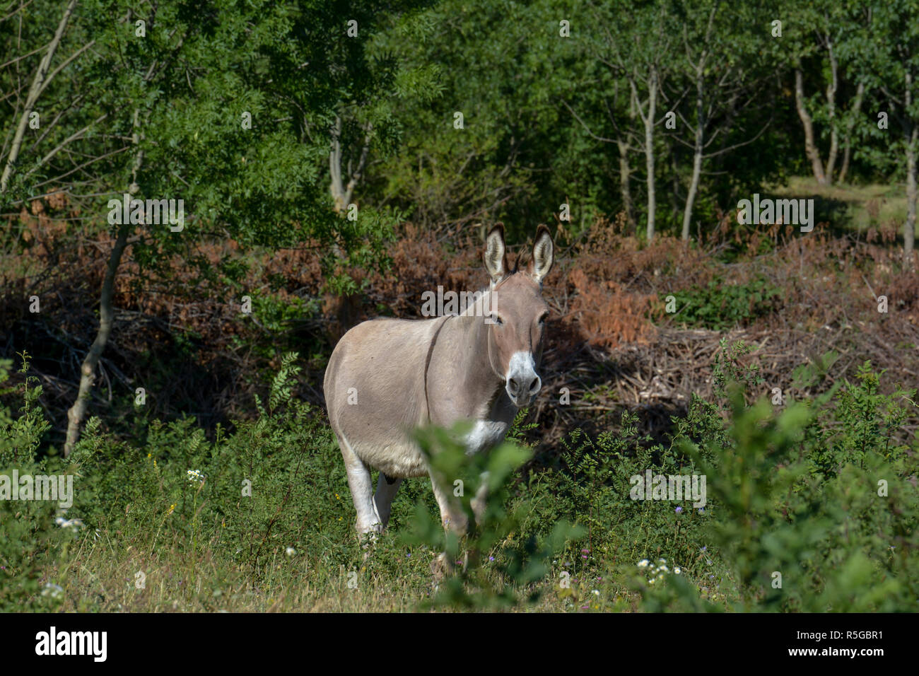 donkeys in the pasture Stock Photo - Alamy