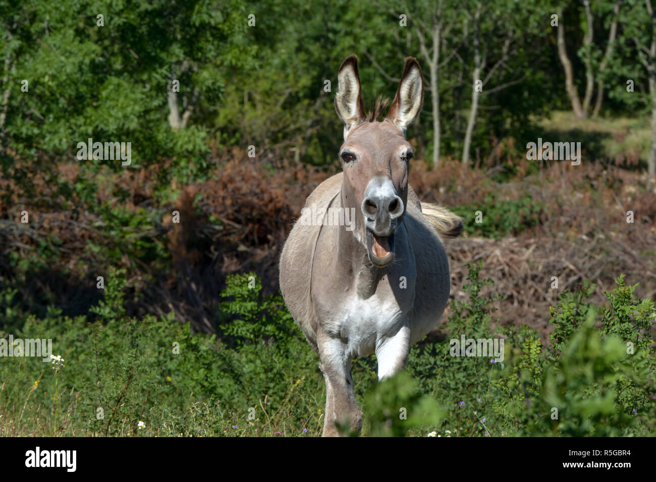 donkeys in the pasture Stock Photo - Alamy