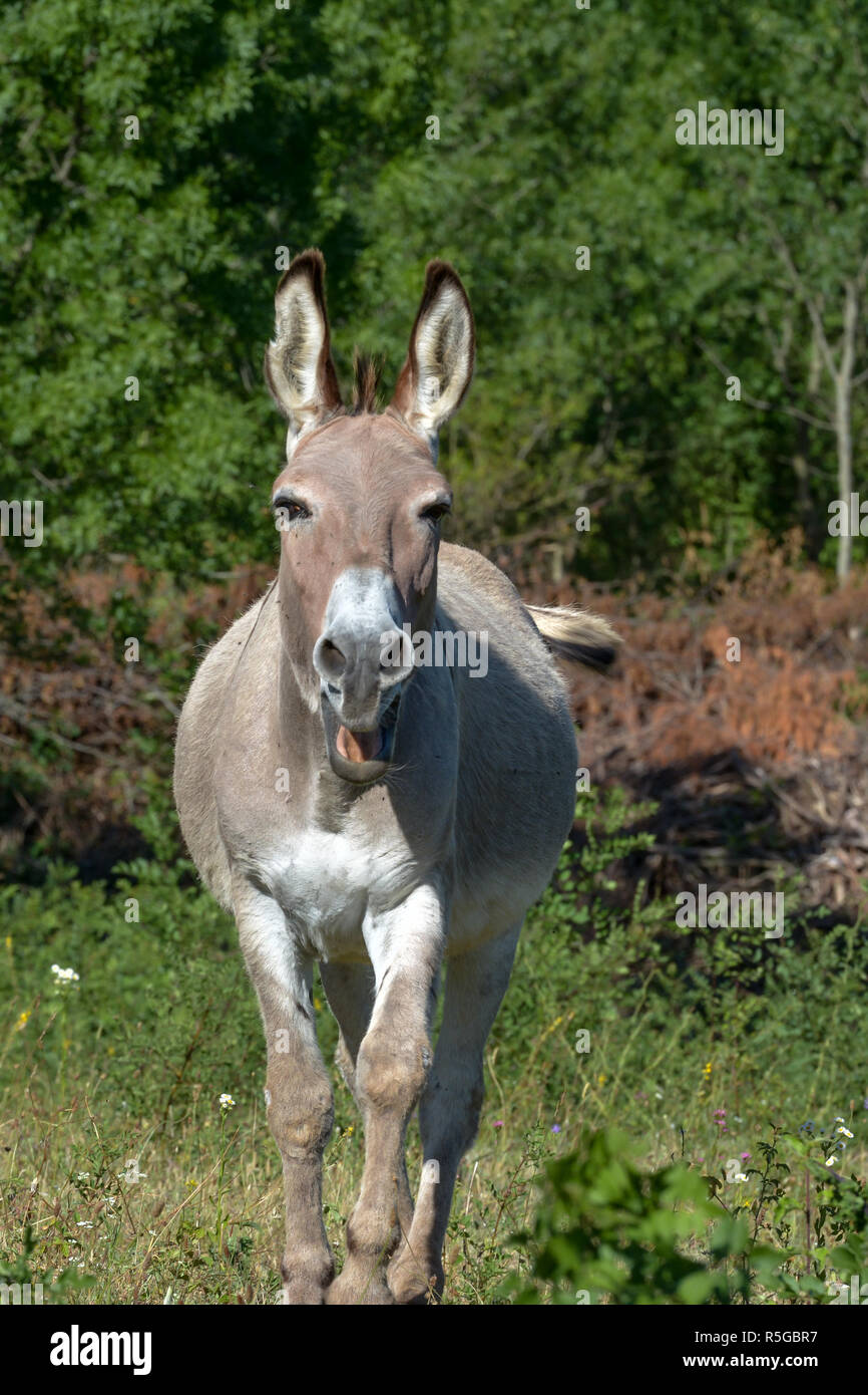 donkeys in the pasture Stock Photo - Alamy