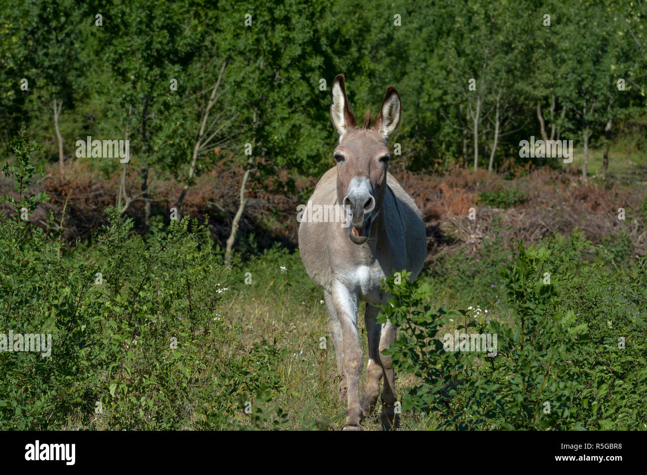 donkeys in the pasture Stock Photo - Alamy