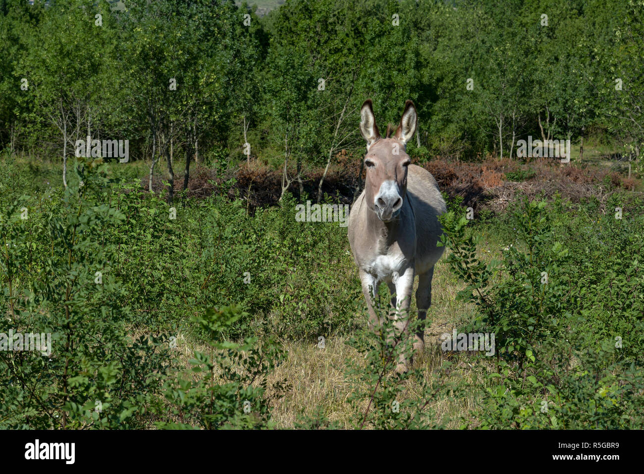 donkeys in the pasture Stock Photo - Alamy